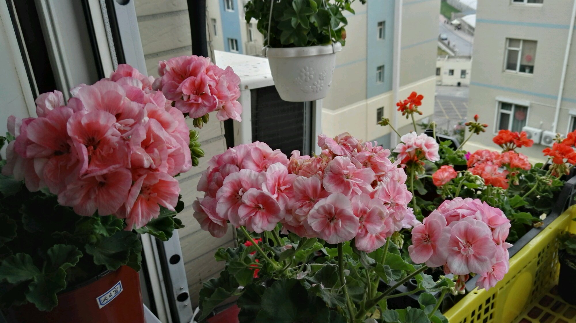 The "princess" of the geranium world, with high appearance and easy ...