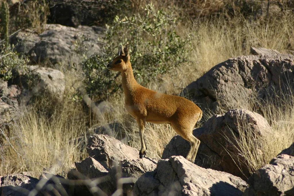 Ten animals that jumped the farthest - iNEWS