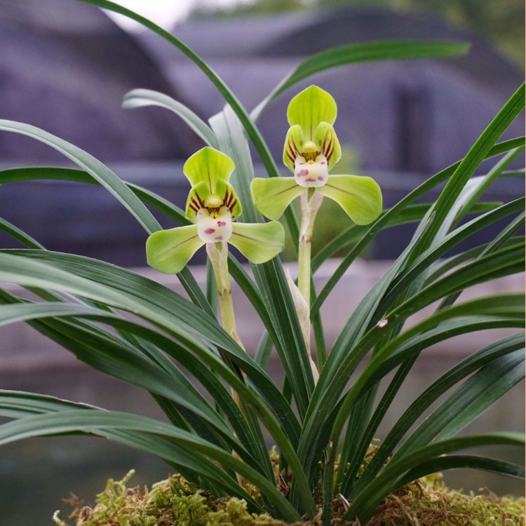 "18 kinds" of orchids with frequent flowers and seedlings, inexpensive ...