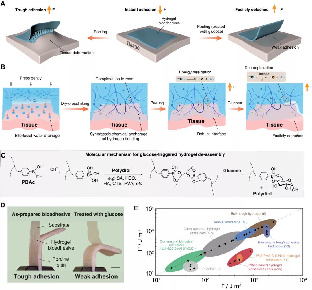 AFM: Stimulus-responsive hydrogel bioadhesive used to construct ...