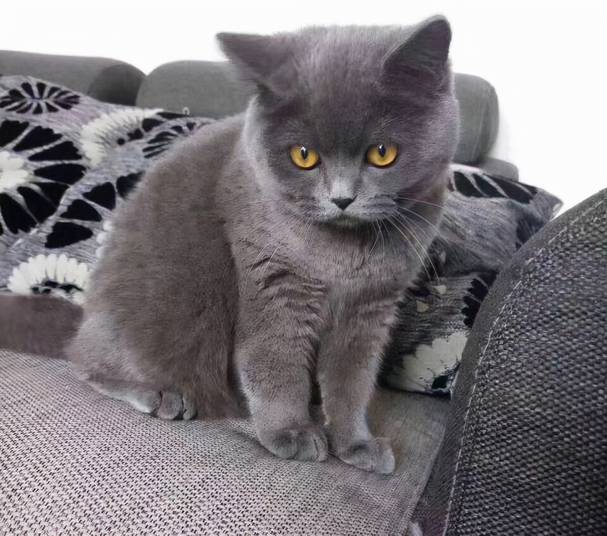 Will cats be jealous?The way cats are jealous for favor can really make ...