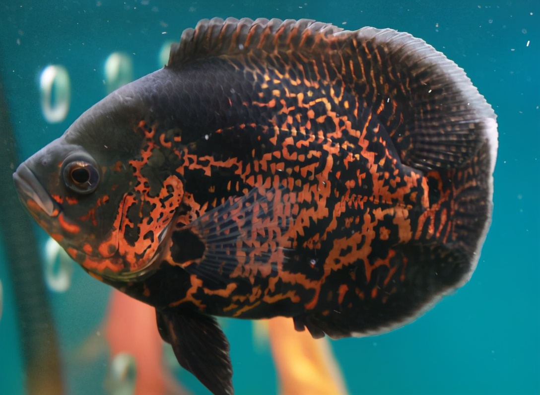 Common ornamental fish introduction (2) map fish - iNEWS