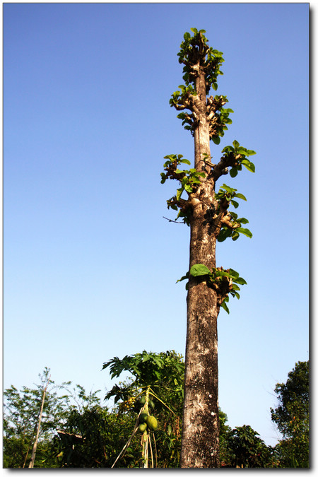 Golden nanmu, unique to China, has a satin luster, and is the same ...