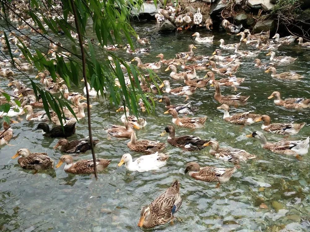 Guangxi's famous "Lemon Duck", hot and sour, is delicious! - iNEWS