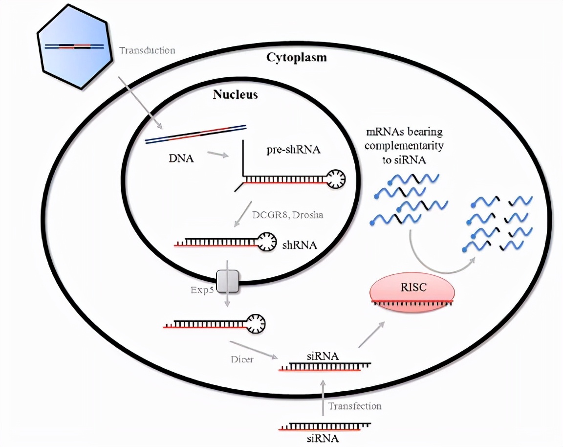 Teach you how to design mammalian shRNA interference vectors - iNEWS