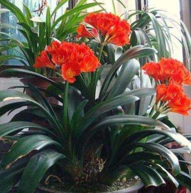 5 kinds of "rich flowers", a pot in the living room, noble and ...