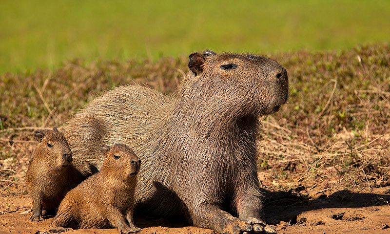 Capybara invaded the capital of Argentina!What are the characteristics ...