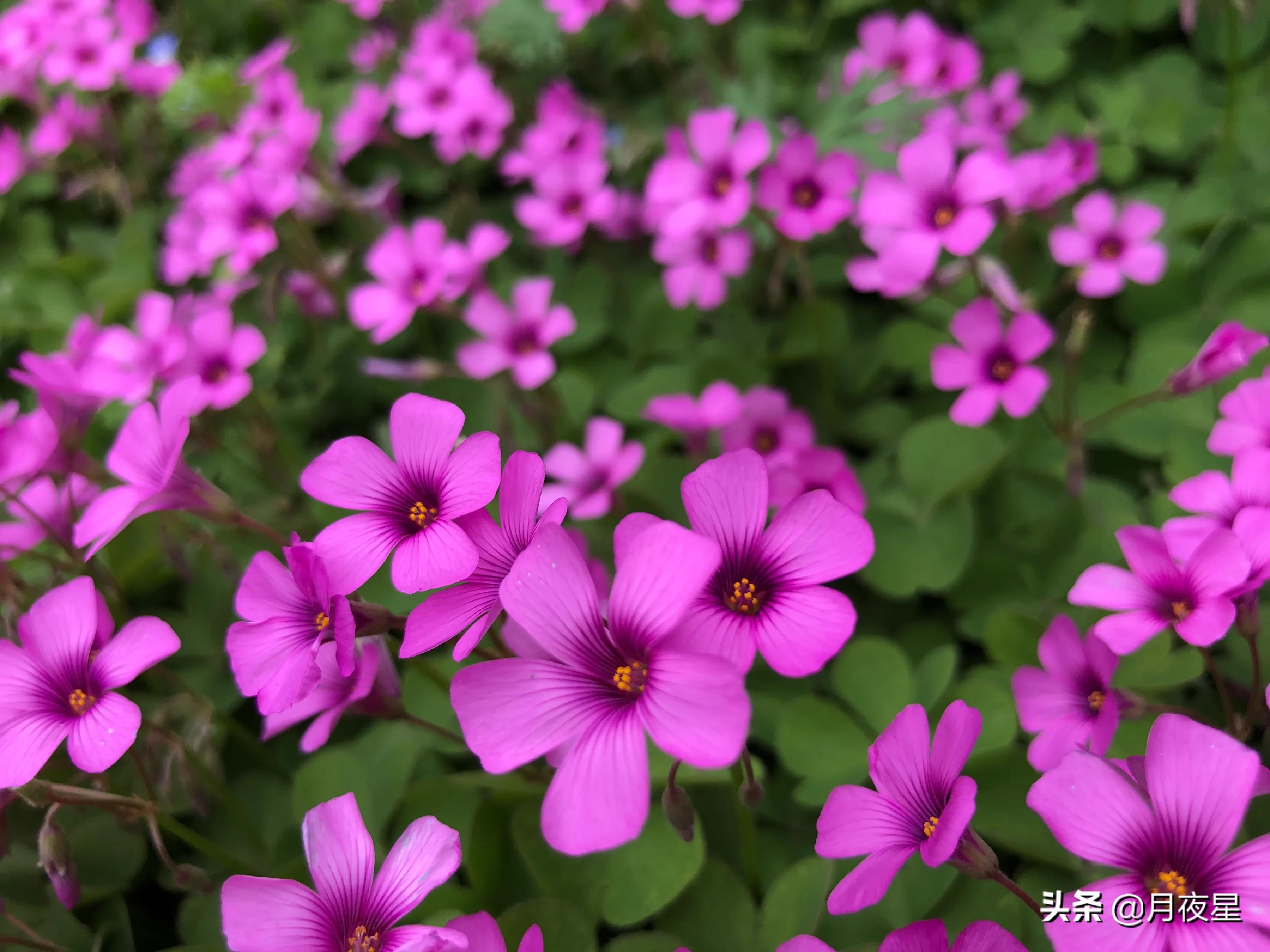 The heart and leaves continue to bloom with jasper, and the clusters of ...