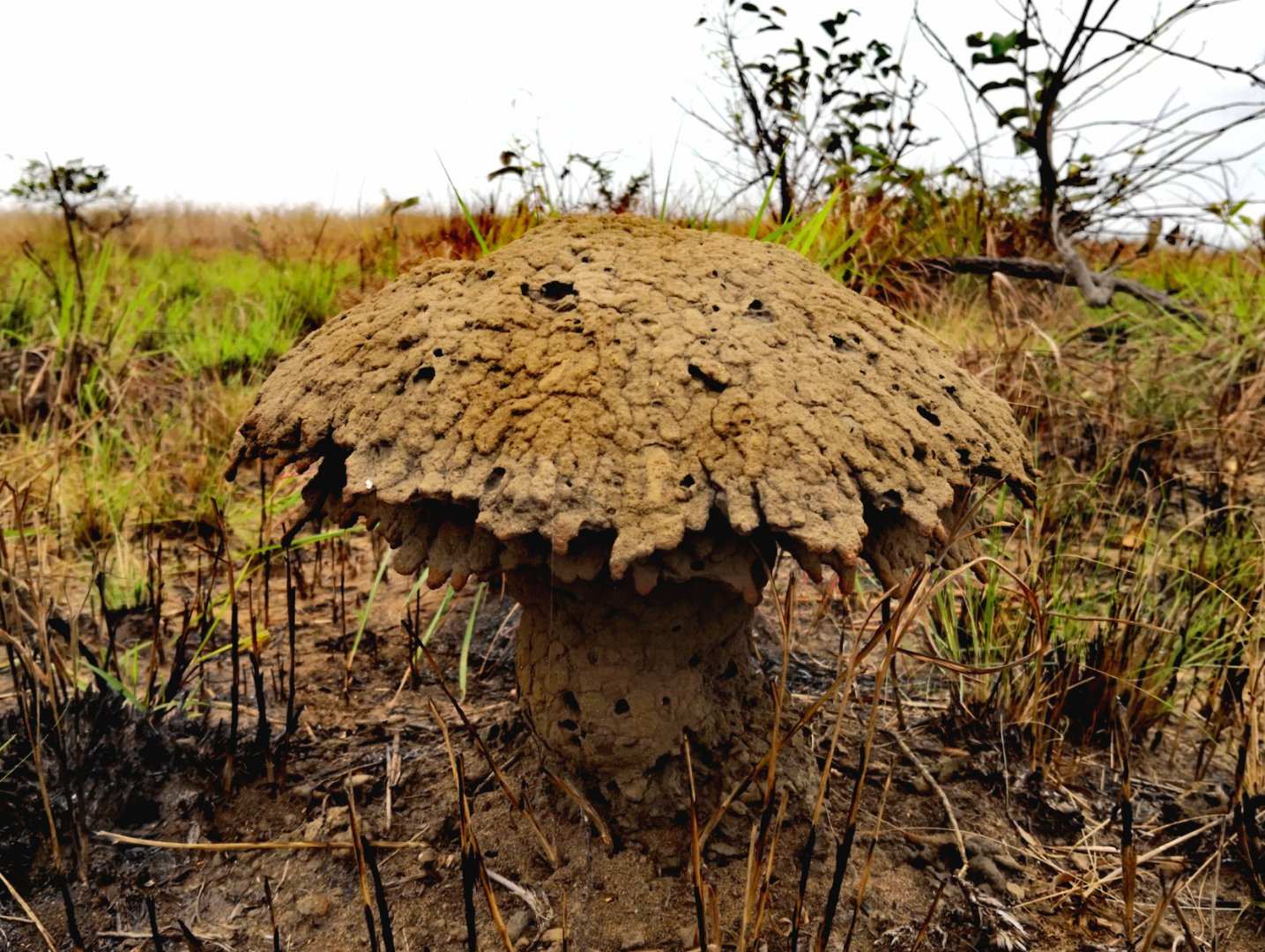 Ant's "Mansion" and "Palace" - iNEWS