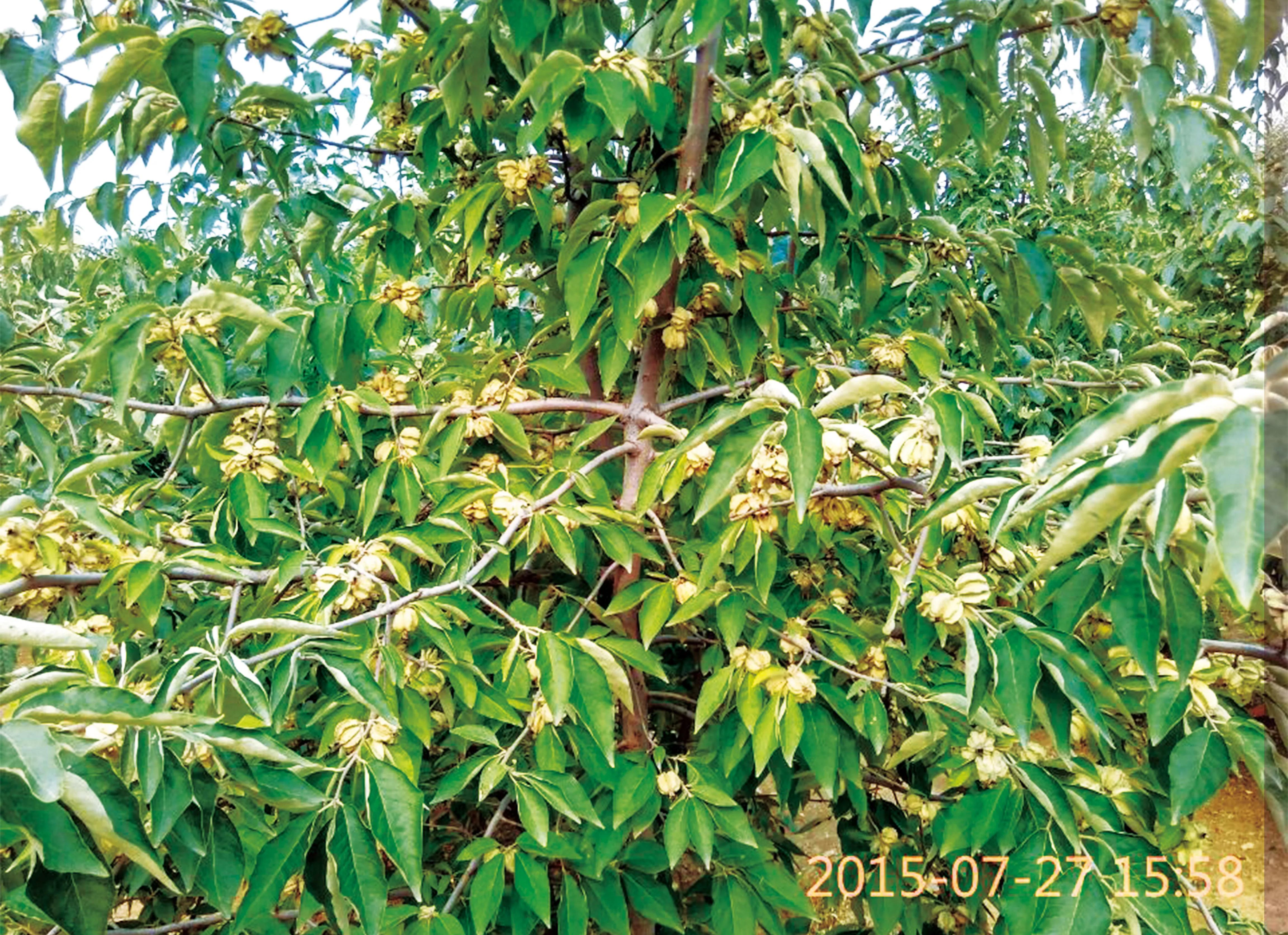 China cherishes the only Samara oil tree in the world - iNEWS