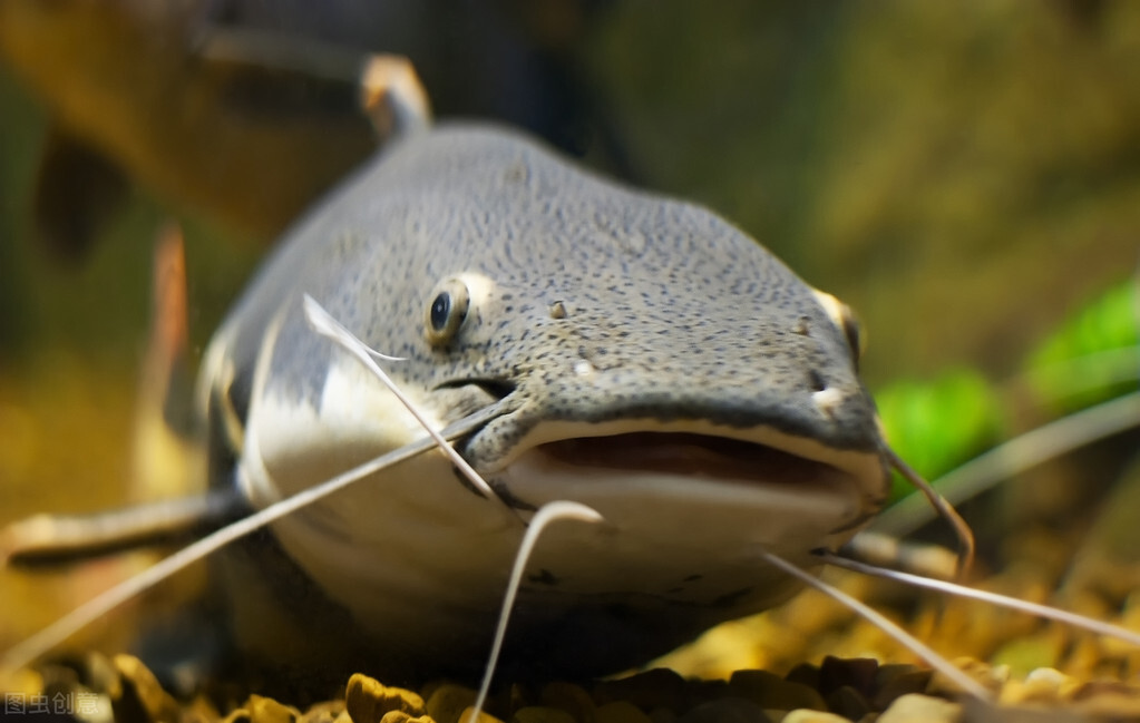 Indian catfish are overwhelming and cannot be killed or eaten. They ...
