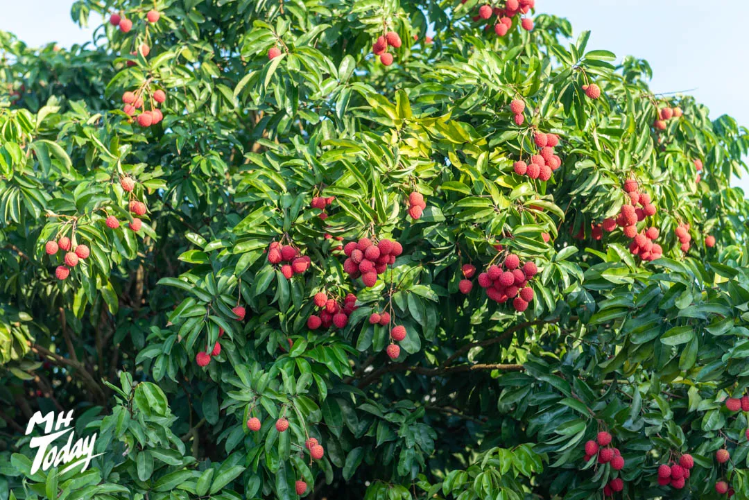 There is a taste of summer, called lychee!Mianhu foodie, how many ...