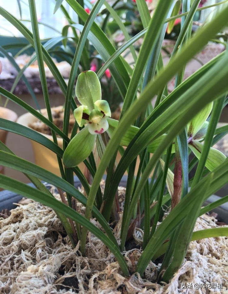 Seeing the New Year, it's good to grow a pot of Chunlan! Do you know ...