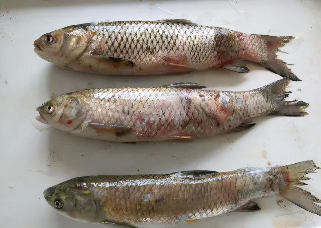 These 4 kinds of fish usually eat as little as possible, or they may ...