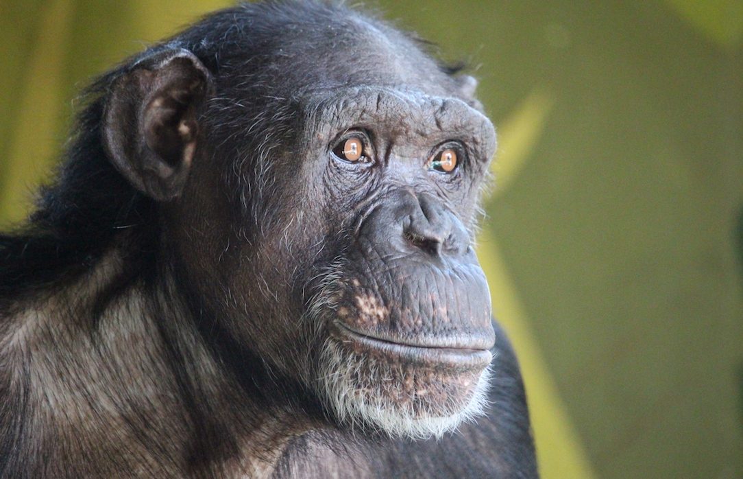 The chimpanzee closest to Caesar: Oliver, what are the consequences of ...