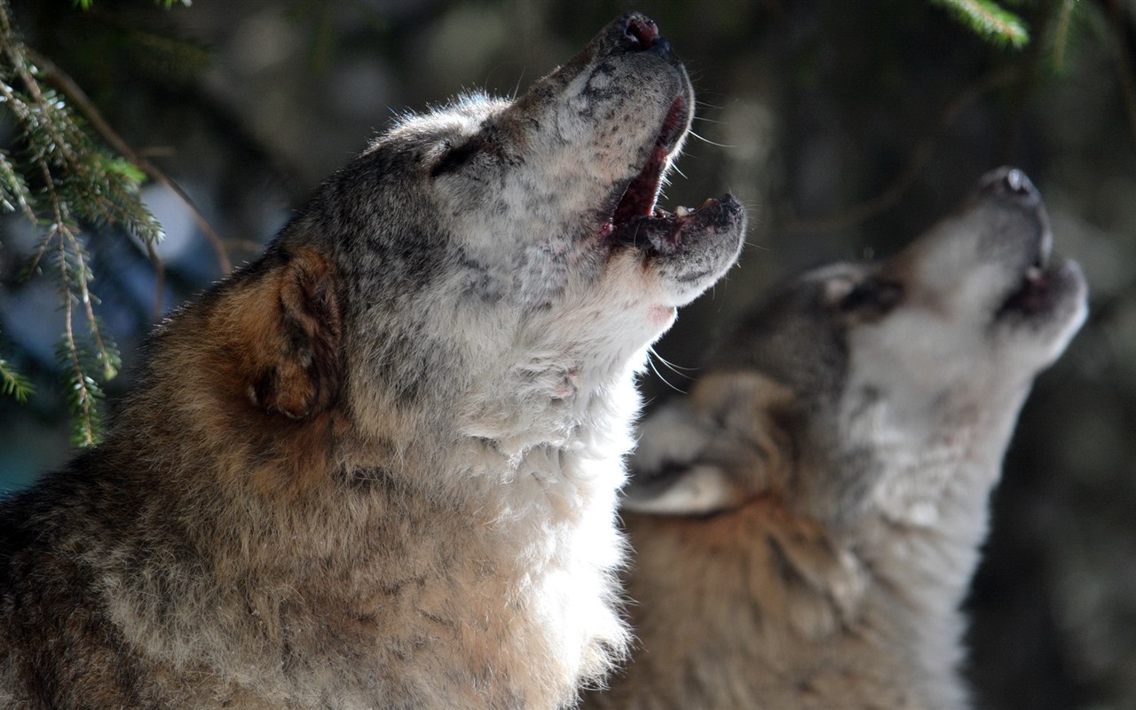 This is the best wolf documentary I have ever watched: Why are wolves ...