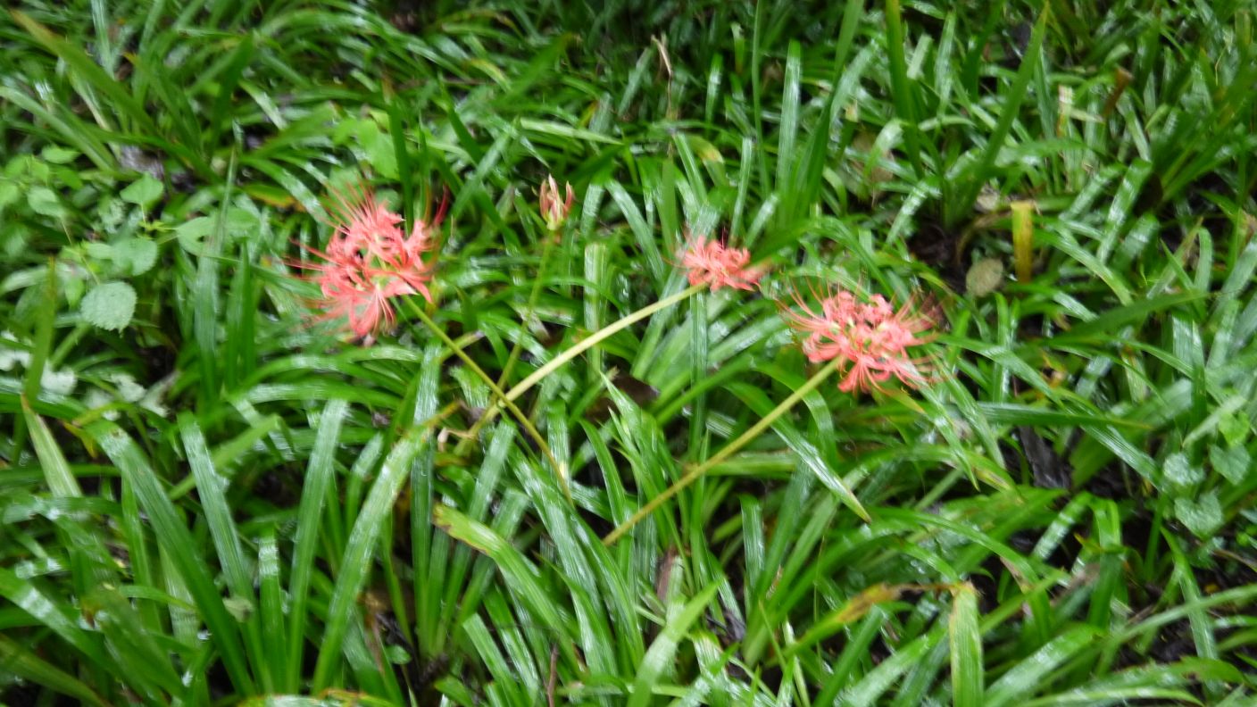 Higan Flower, have you seen it? - iNEWS