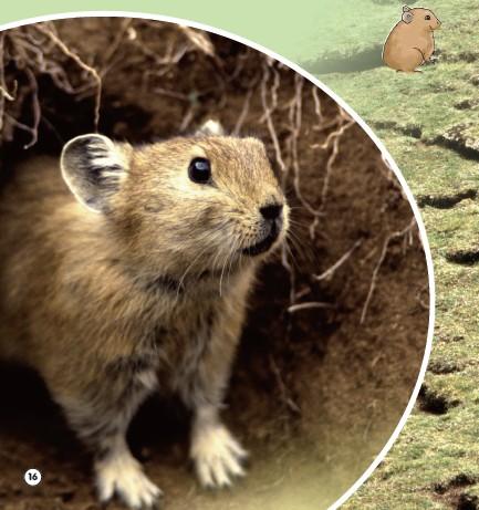 The pika, which is unique to the Qinghai-Tibet Plateau, does not ...