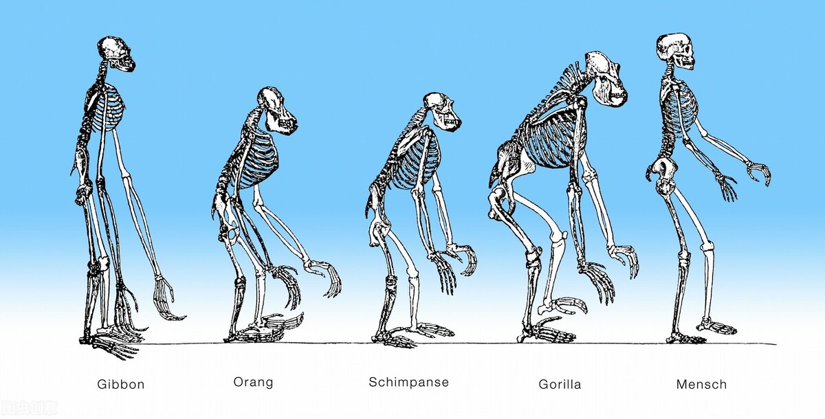 Yuanmou people: pull out the complete chain of evolution from apes to ...