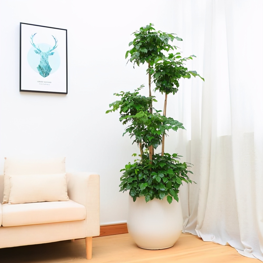 "Three Don'ts" for cultivating Happy Trees, make sure the leaves are ...