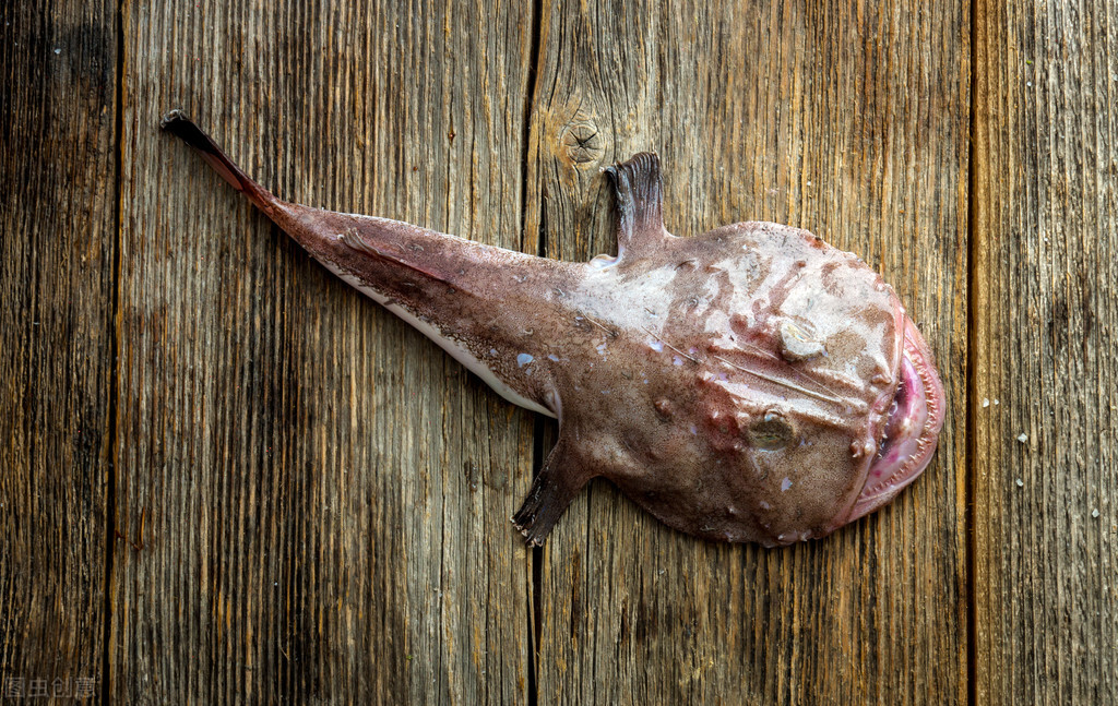 10 creepy sea creatures in the world - iNEWS