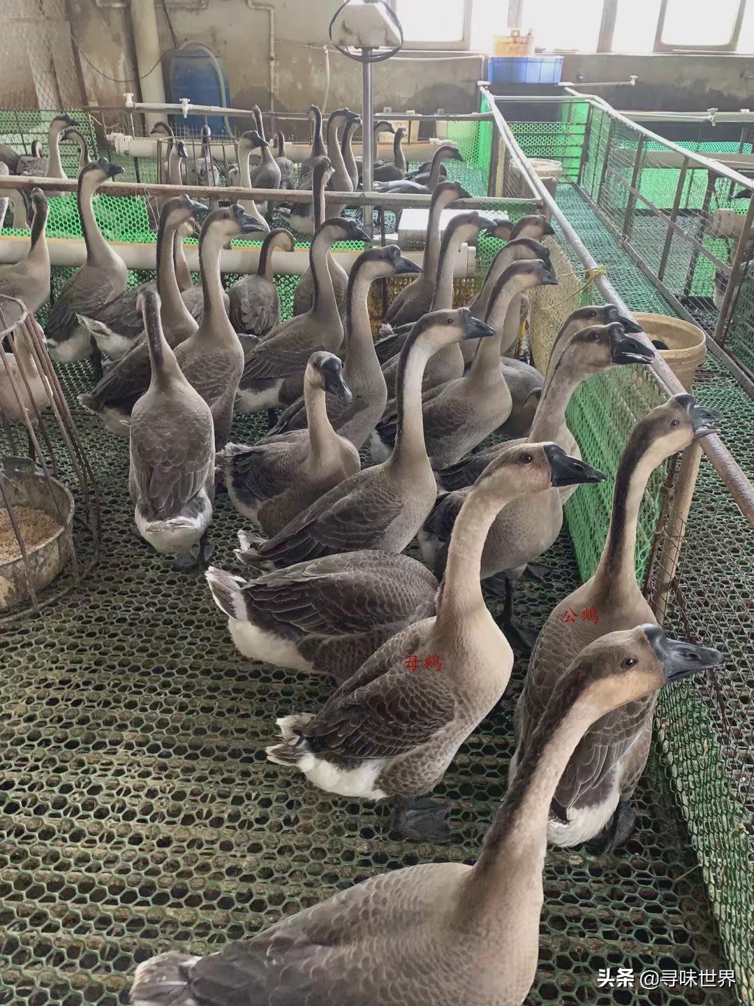 How to choose the best goose? Teach you simple tricks to avoid stepping ...