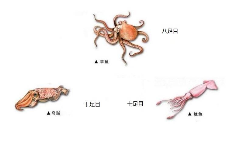 32-legged octopus, caught by Korean fishermen, is it related to nuclear ...