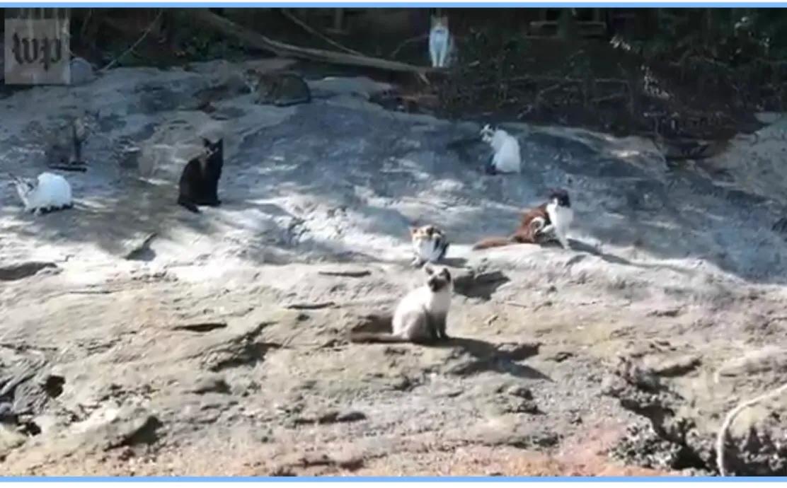 People have abandoned hundreds of cats on a desert island in Brazil - iNEWS