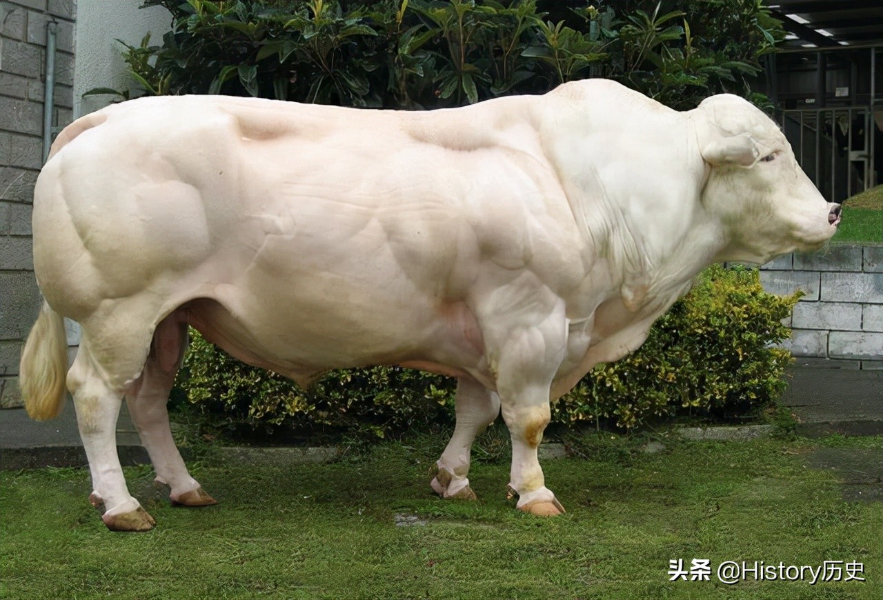 Belgian Blue Bull: It is full of muscles and weighs up to 2000 kg. It ...