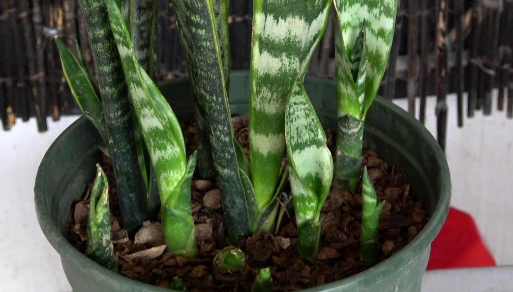 Raise tiger piran in August, feed 1 kind of fertilizer, new leaves will ...