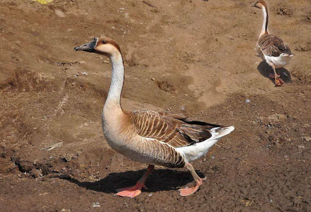 The woman took the goose egg and was chased and bitten by a big goose ...