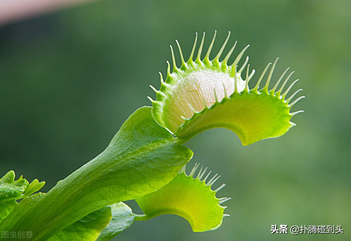 Why can these plants catch insects? - iNEWS