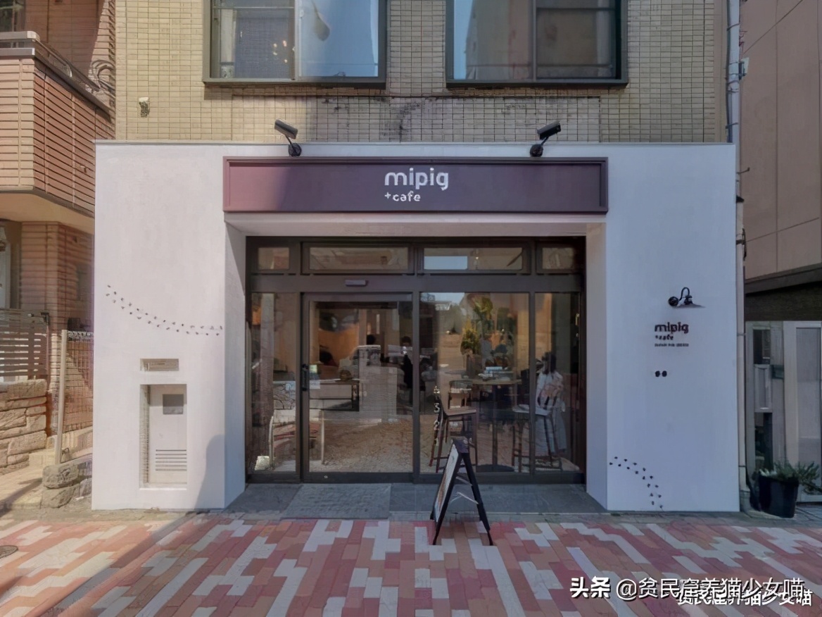 Super cute pig cafe, making piggy become a new trend? Netizen: The mini ...