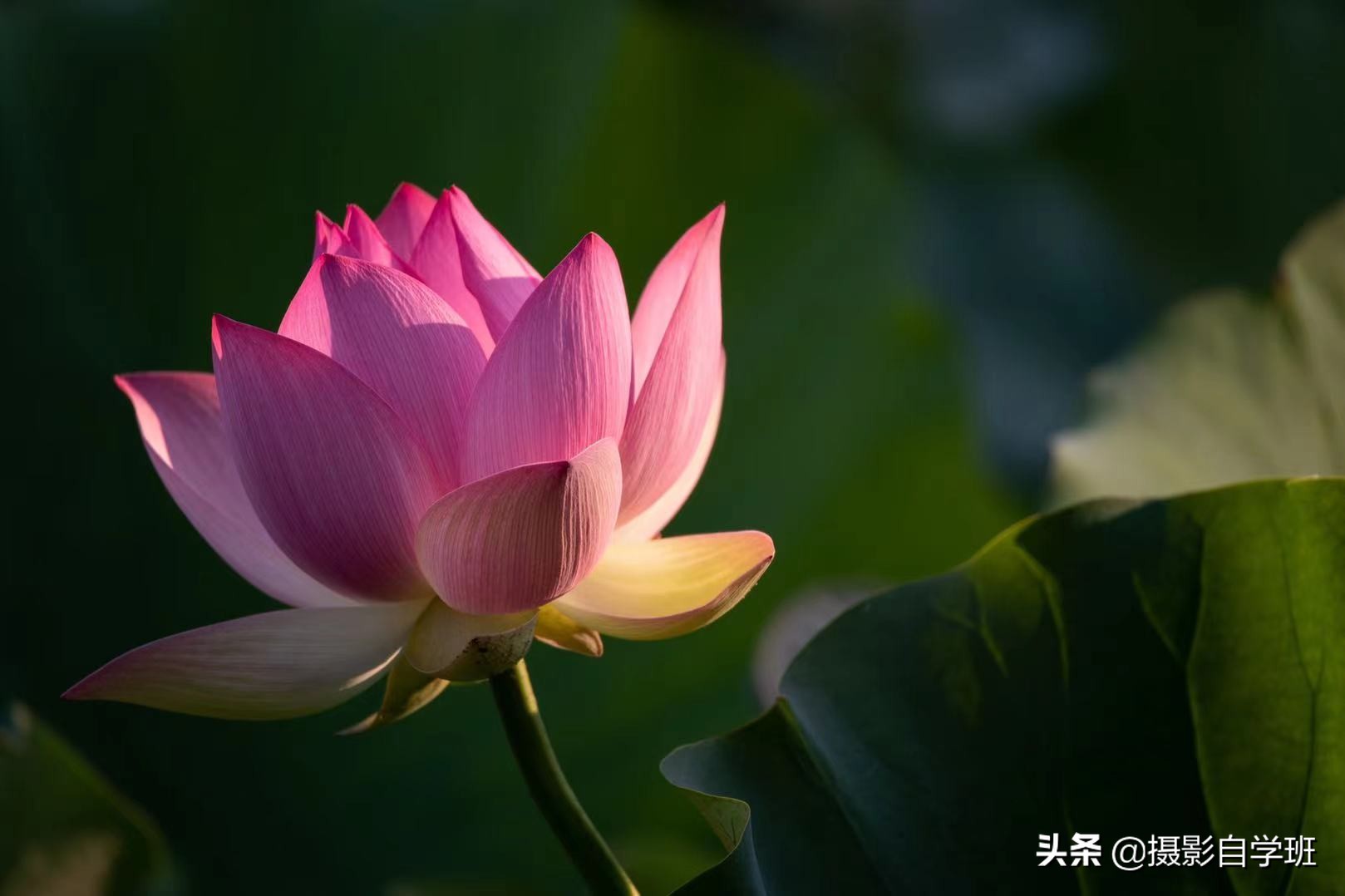 8 lotus photos and 5 practical composition techniques to help you shoot ...