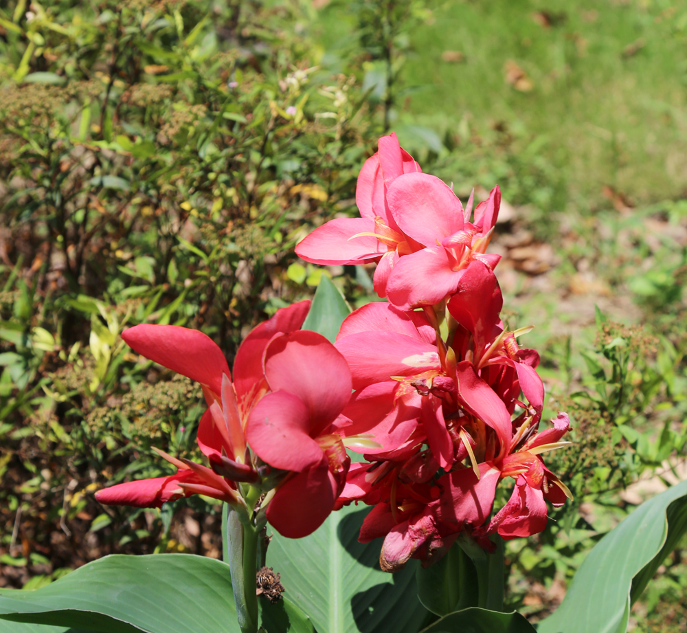 Summer flowers on the riverside are charming - iNEWS