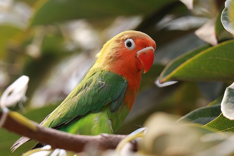 All the species of peony parrots, the photos are compared, you are no ...