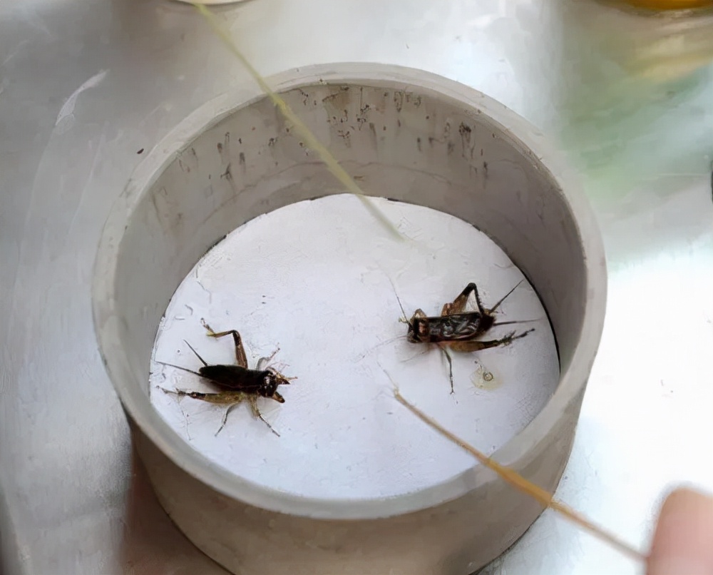 Native Prose: Cricket "Yellow Head" - iNEWS