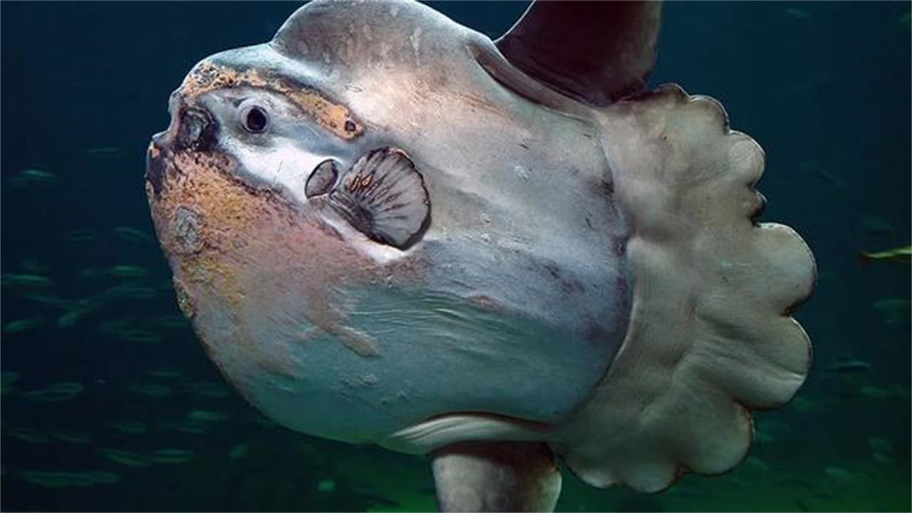 Why is the sunfish that won't escape even if it is bitten? - iNEWS