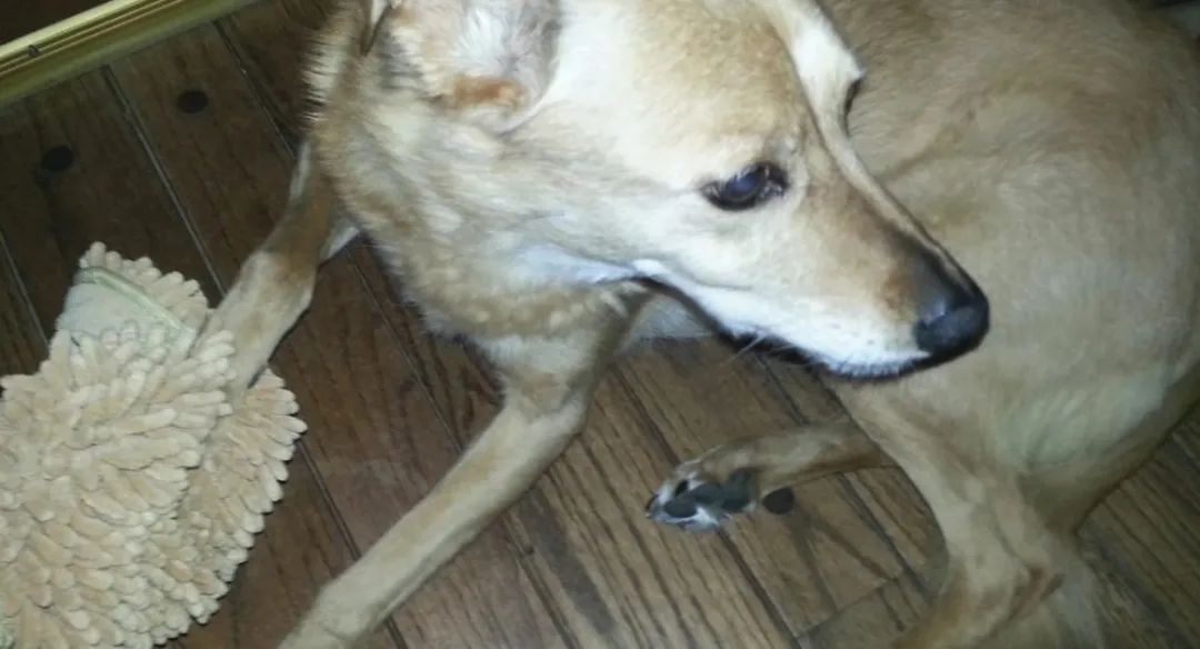 In the rainy season, dog interdigital inflammation frequently occurs ...