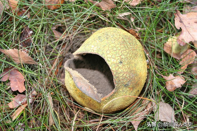 "The full range of earth creatures-from single cells to humans" Bolete ...