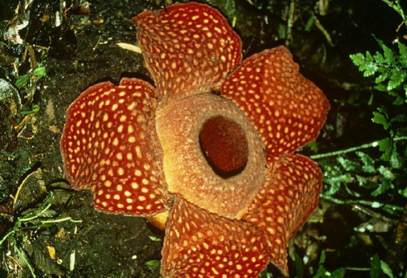 The origin and ecology of "Pokémon": Are the smelly flowers and the ...