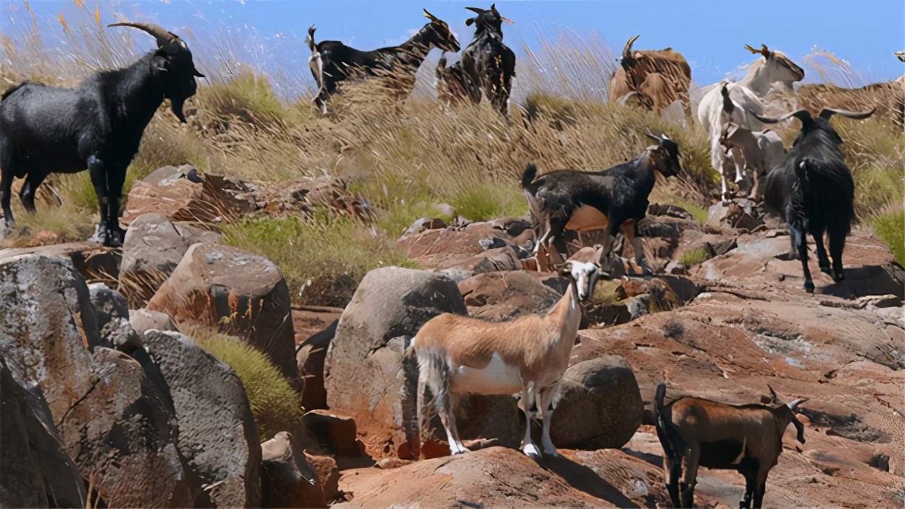 Australian wild goats are overwhelming, why not introduce Chinese ...