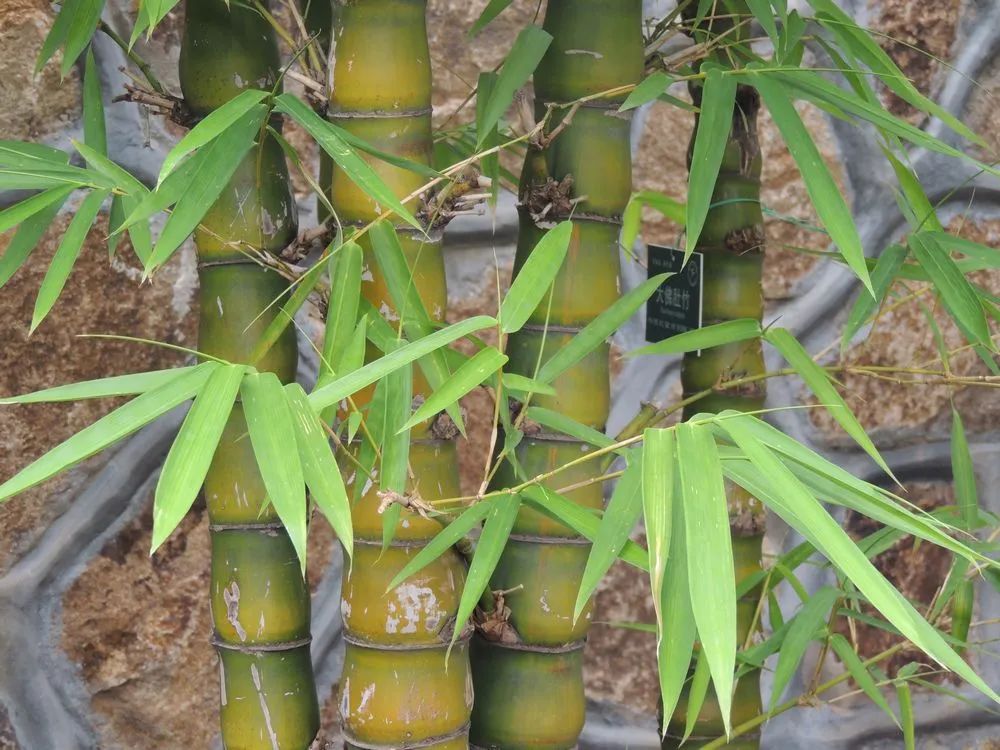This "fat bamboo" is really peculiar. It has the character and ...