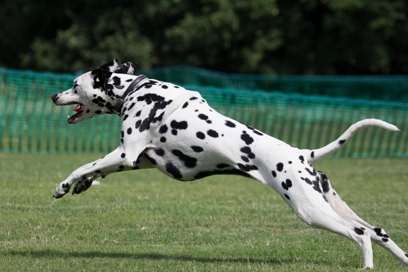 Inventory of the 10 fastest dogs on the planet, faster than a car, can ...