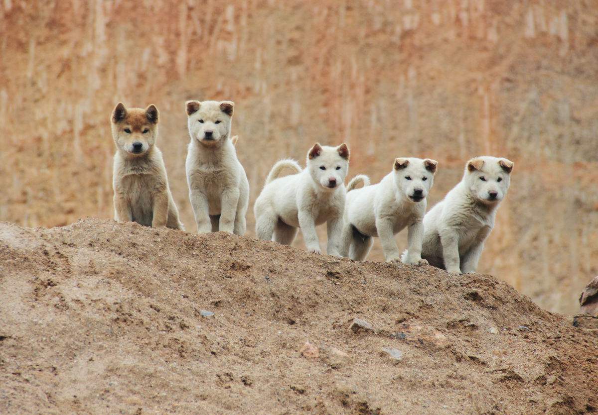 Do the native dogs become "conjoined" couples after mating?Forced to be ...