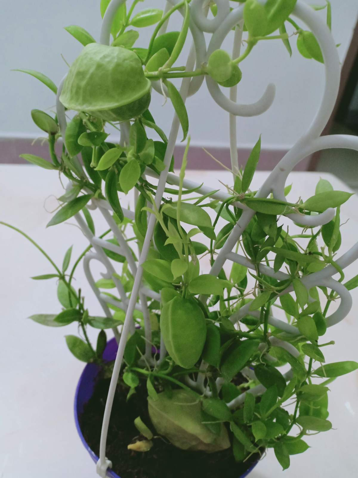 I keep a pot of "frog vine" at home, the leaves are a "little purse ...