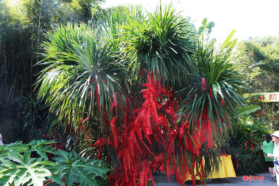 Many people don't know the longest-lived tree in Hainan - iNEWS