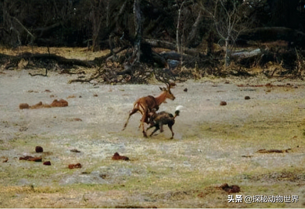 The antelope successfully scared away the wild dog that took its anus ...