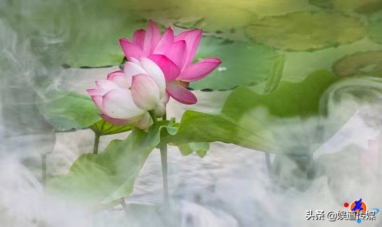 Wang Peng: Ten Mile Lotus Pond Waiting for Kings to Come - iNEWS