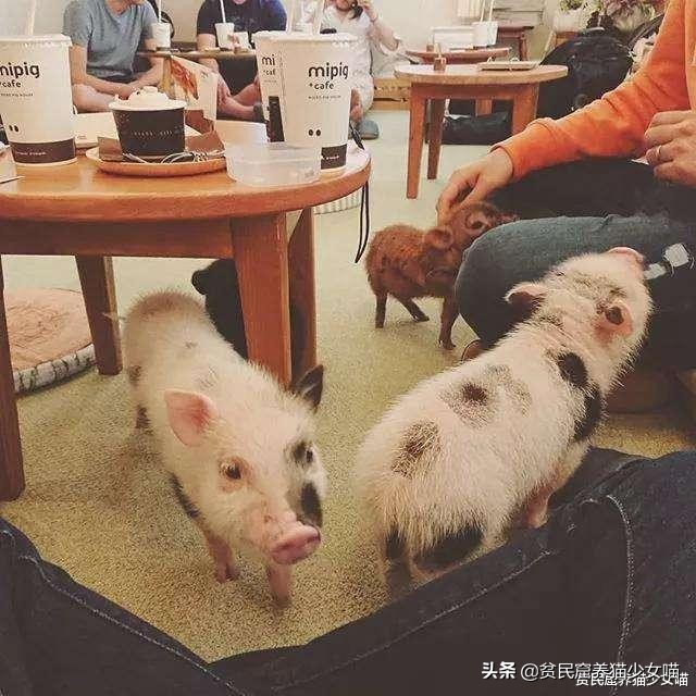 Super cute pig cafe, making piggy become a new trend? Netizen: The mini ...
